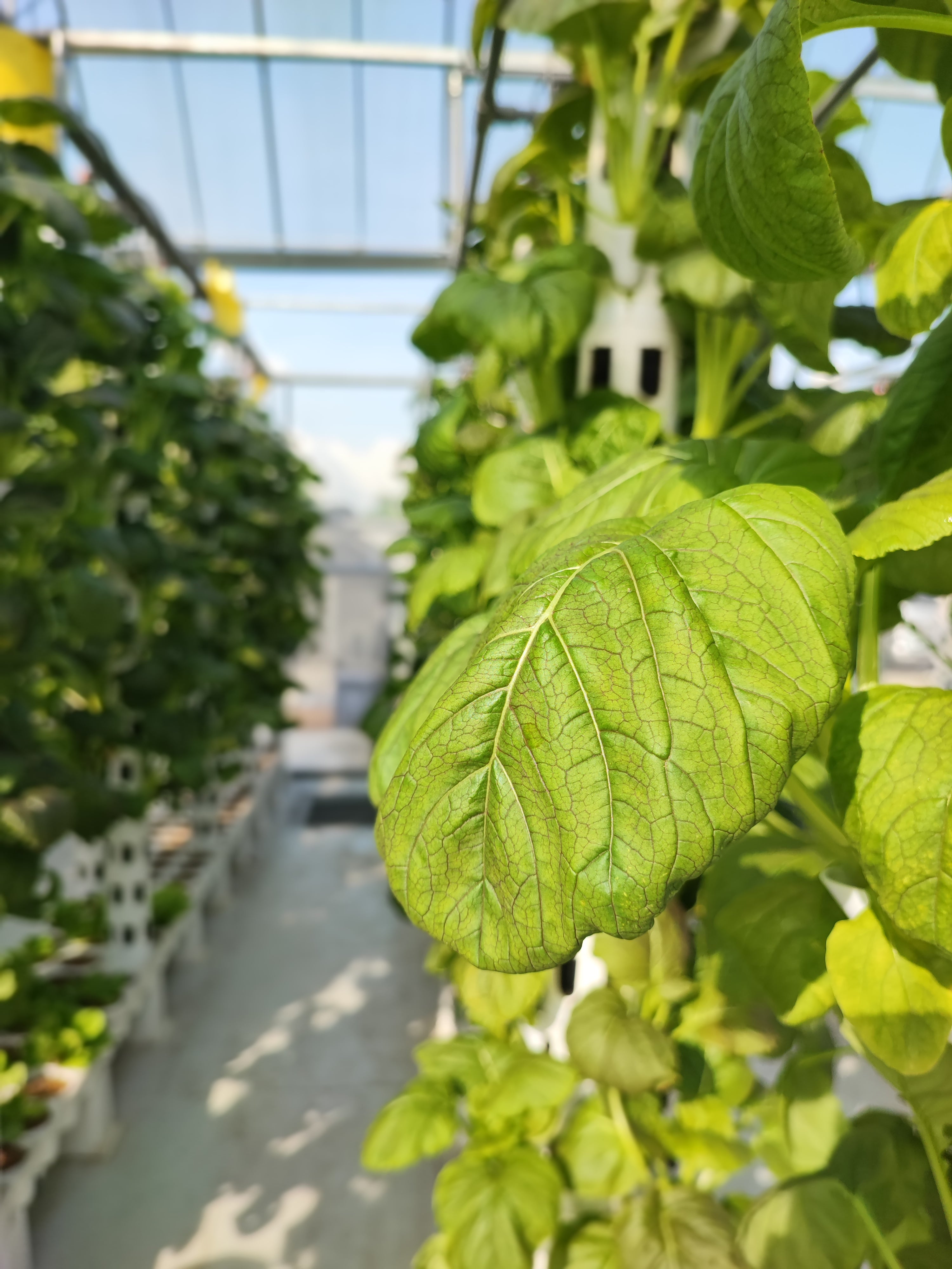 Gallery – V-Plus Agritech