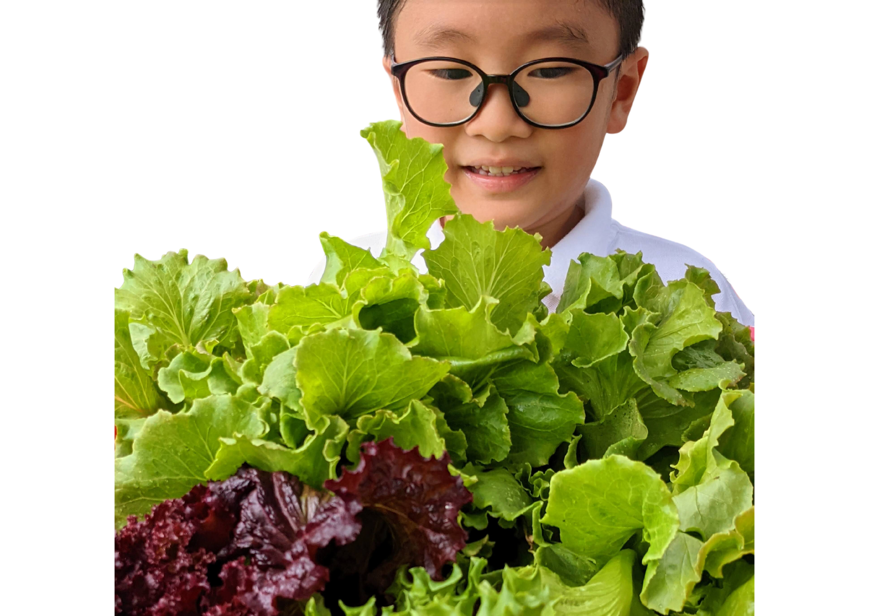 V-Gro Cube – V-Plus Agritech